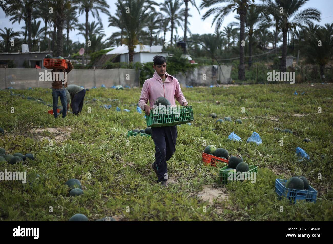Des agriculteurs palestiniens collectent du melon d'eau dans un champ ...