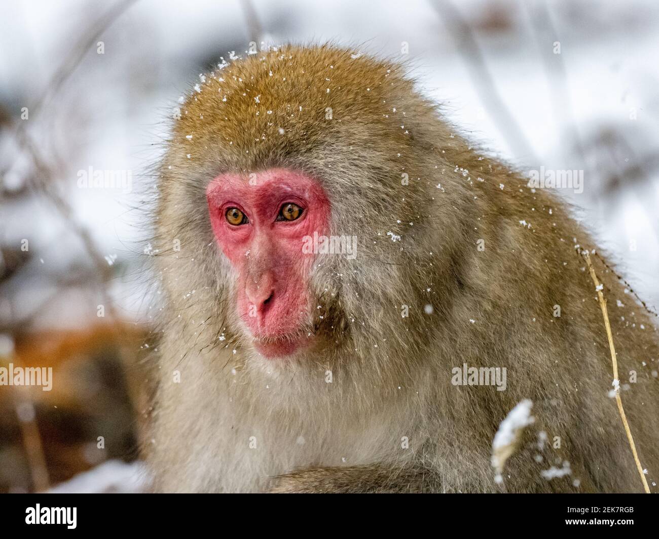 Japanese Macaque Banque d'image et photos - Alamy