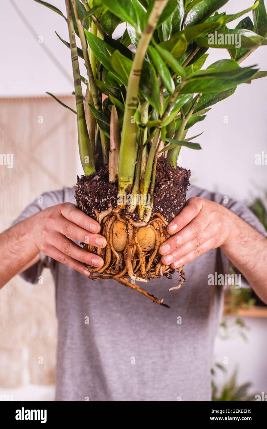 Racine de zamioculcas zamiifolia Banque de photographies et d’images à ...