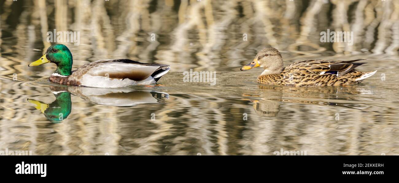 Canards colverts mâles et femelles naquant dans le lac avec de l'eau Arrière-plan herbe Photo ...