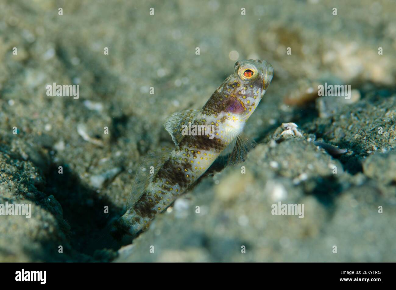 Papillon de mer Banque de photographies et d’images à haute résolution ...