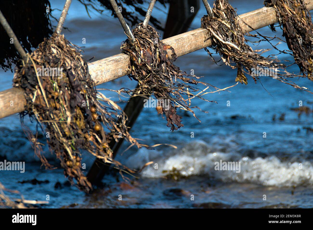Drying seaweed a Banque de photographies et d’images à haute résolution ...