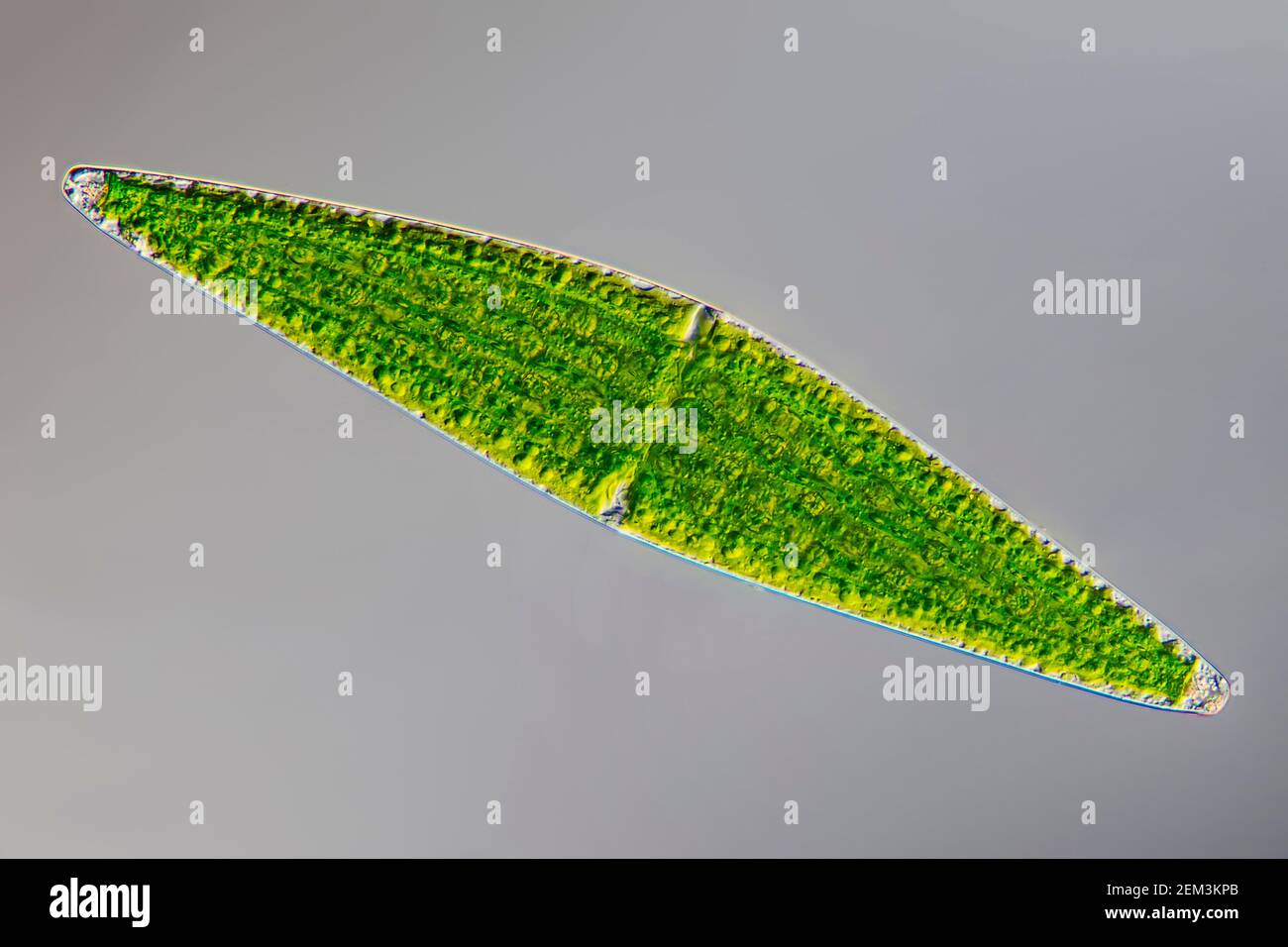 Microscopio óptico de contraste de fase Banque de photographies et d ...