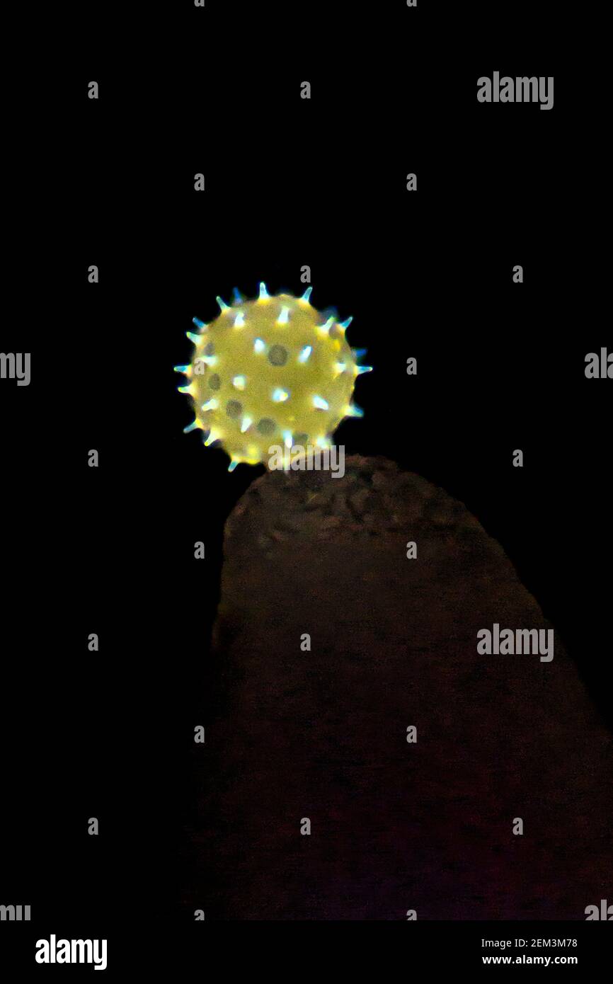 Pollen grain Banque de photographies et d’images à haute résolution - Alamy