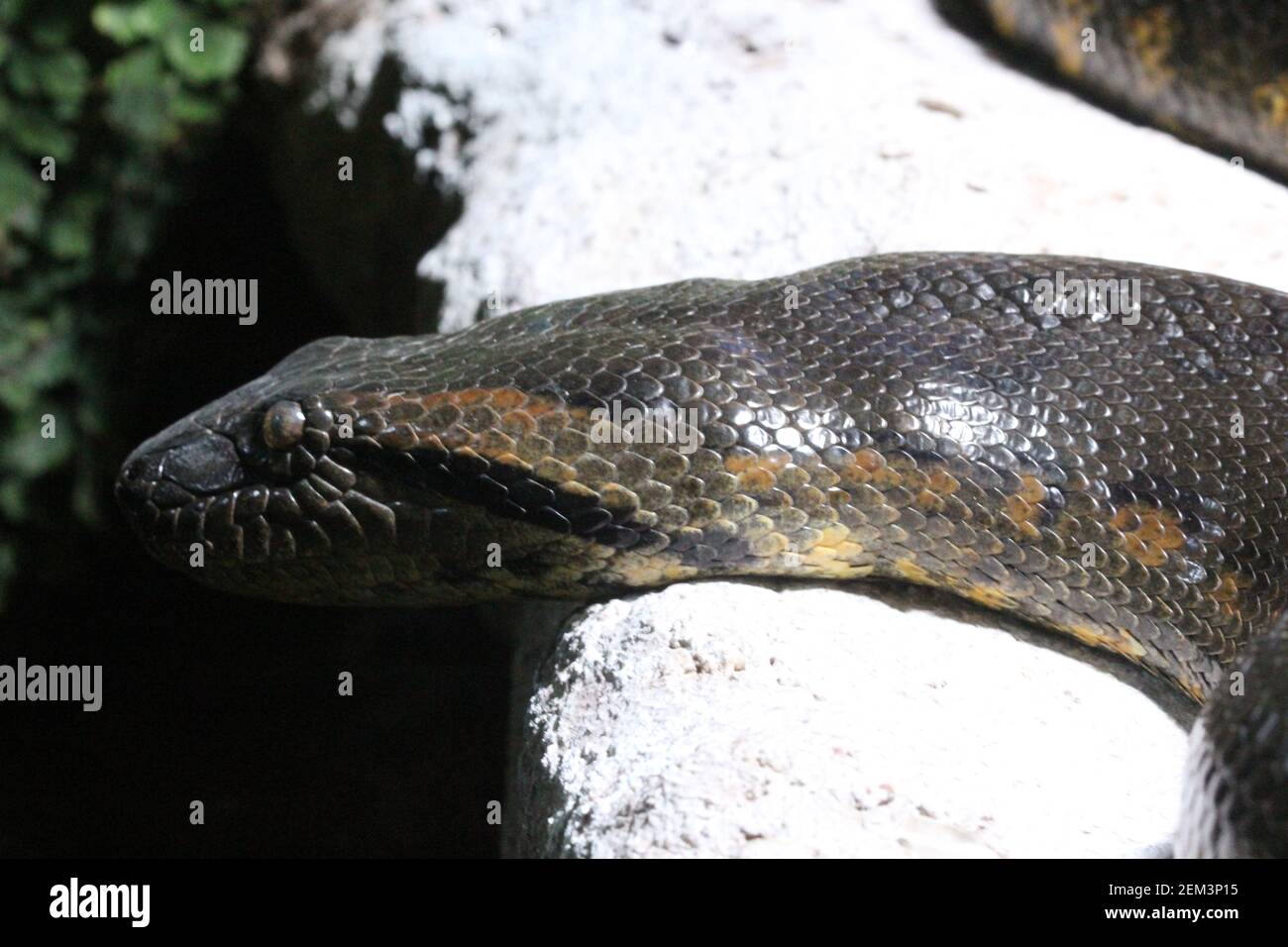 Anakonda vert Banque de photographies et d’images à haute résolution ...