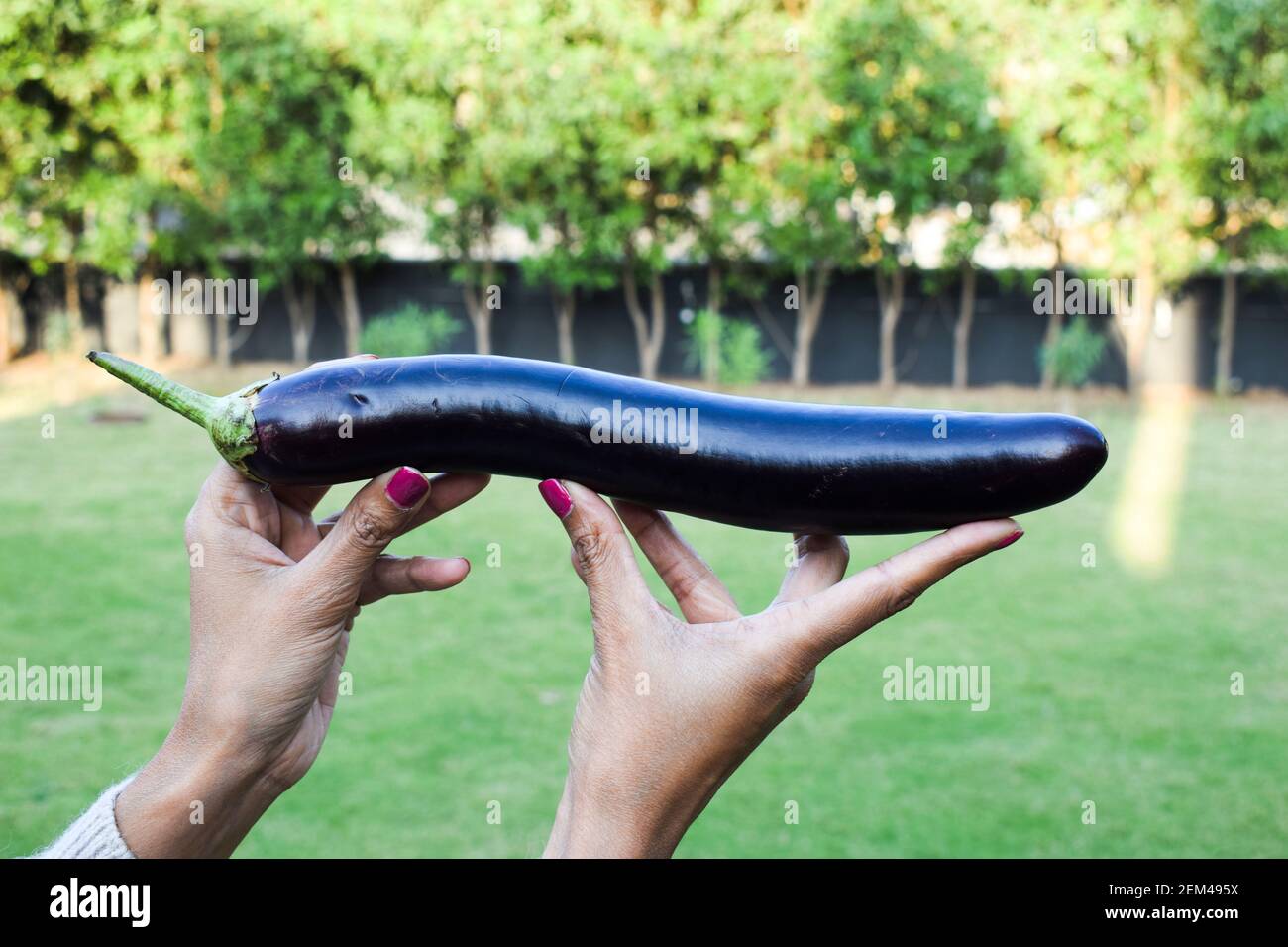 Très long violet foncé mince aubergine mince ou aubergine ou brinjal de légumes indiens de ...