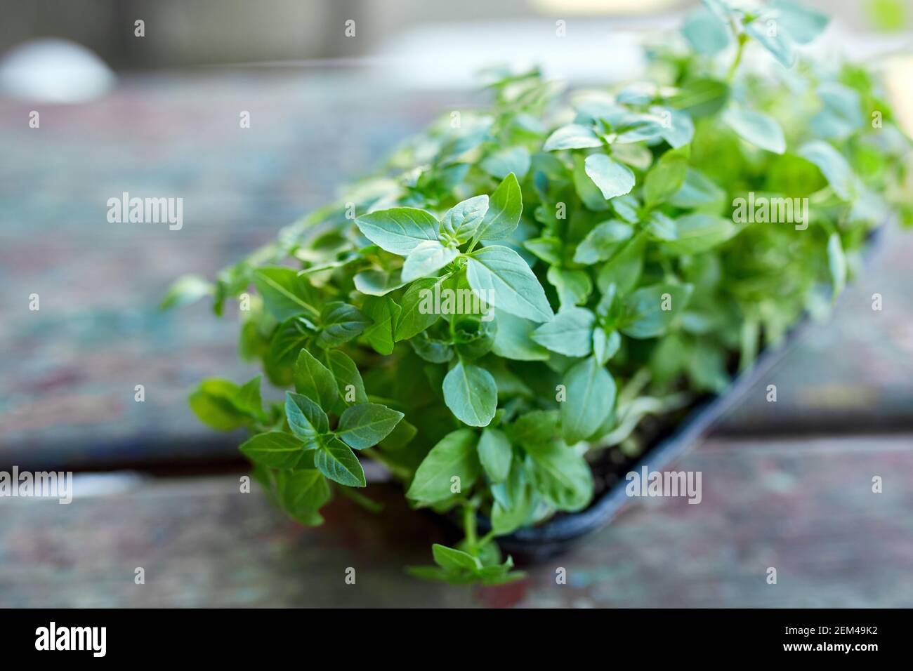Gros plan du tournesol au basilic dans la boîte, germination des ...