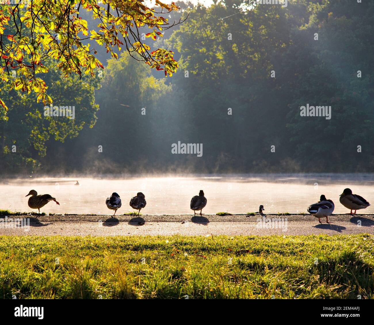 Canard colvert southampton commun Banque de photographies et d’images à ...