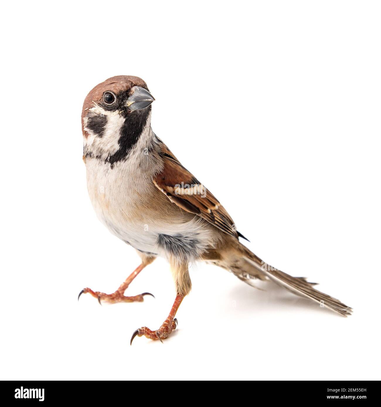 Moineaux eurasiens passer montanus Banque d'images détourées - Alamy