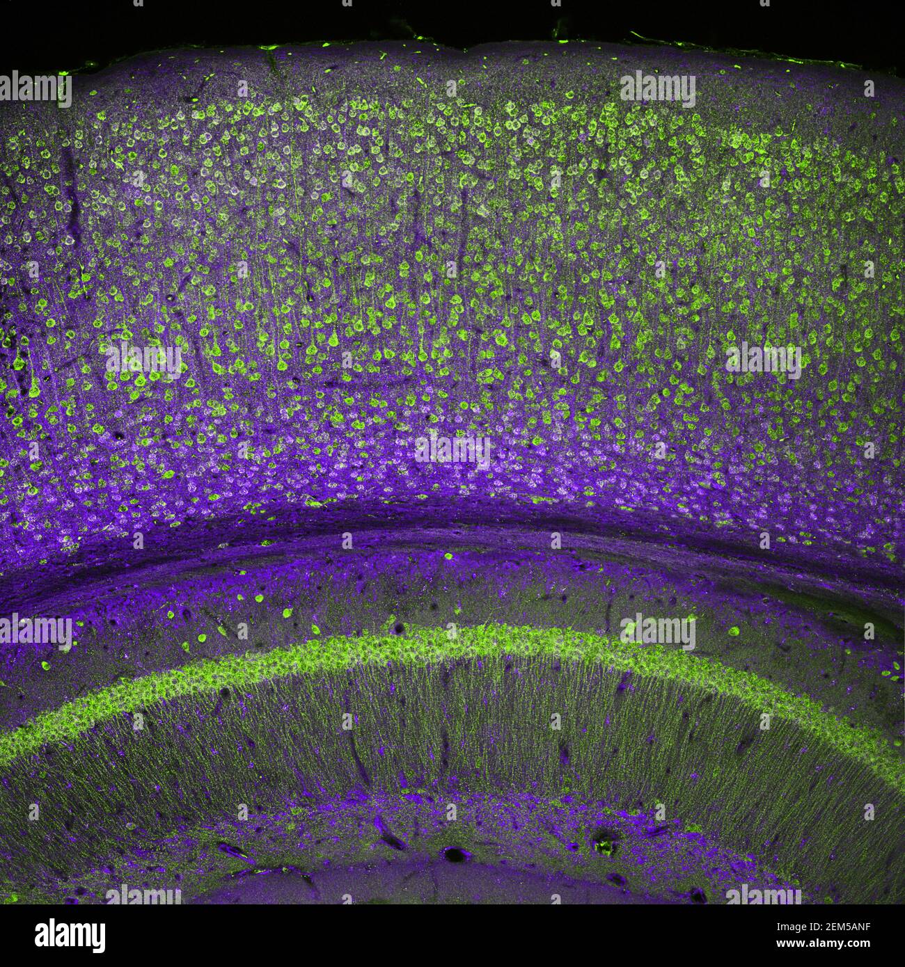 Immunofluorescence cortex Banque de photographies et d’images à haute ...