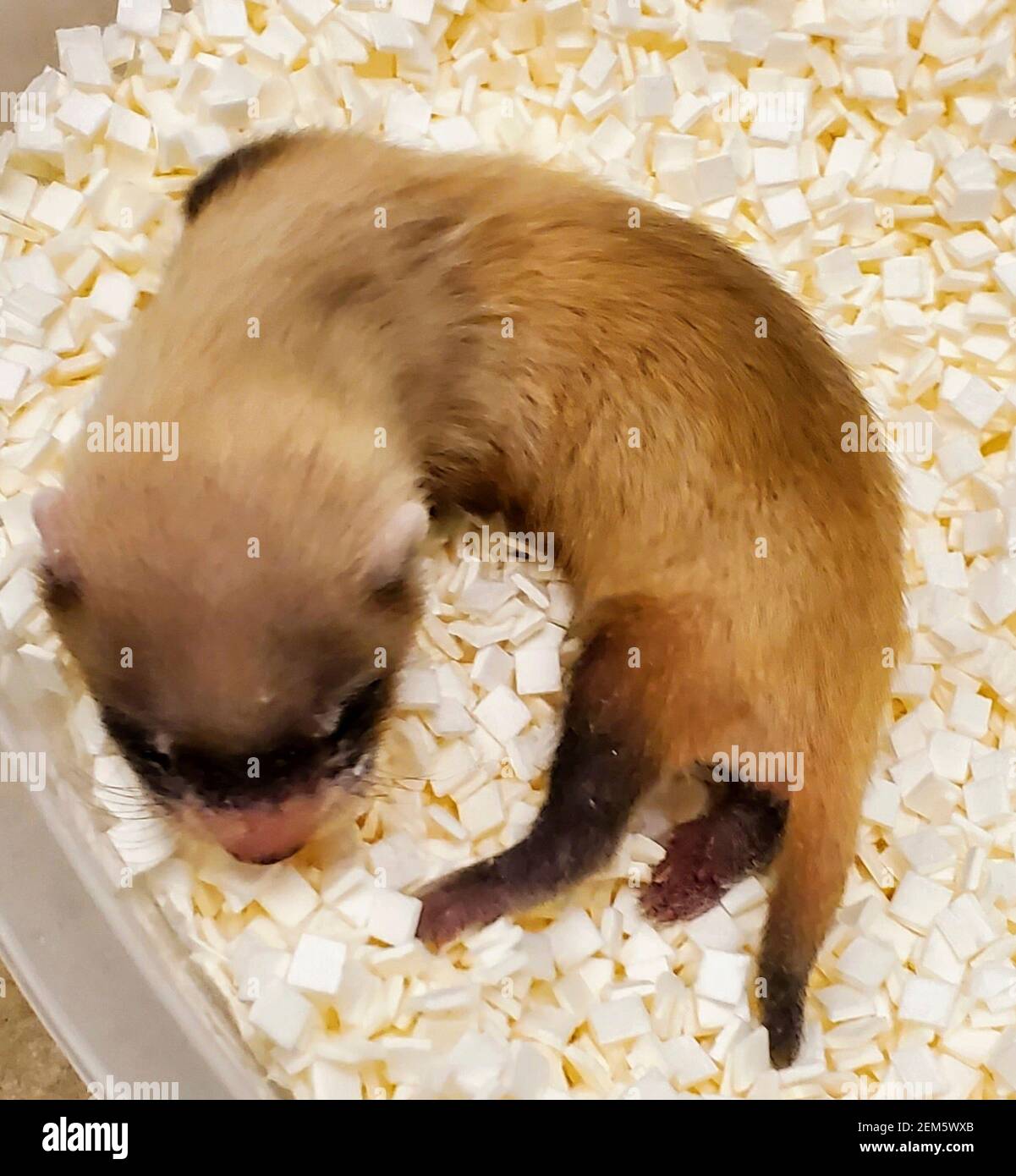 Elizabeth Ann, la première furet à pied noir cloné, âgée de 26 jours ...