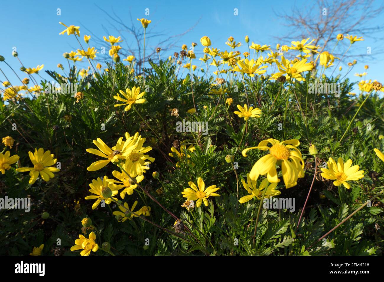 Yellow bush daisy euryops pectinatus Banque de photographies et d ...