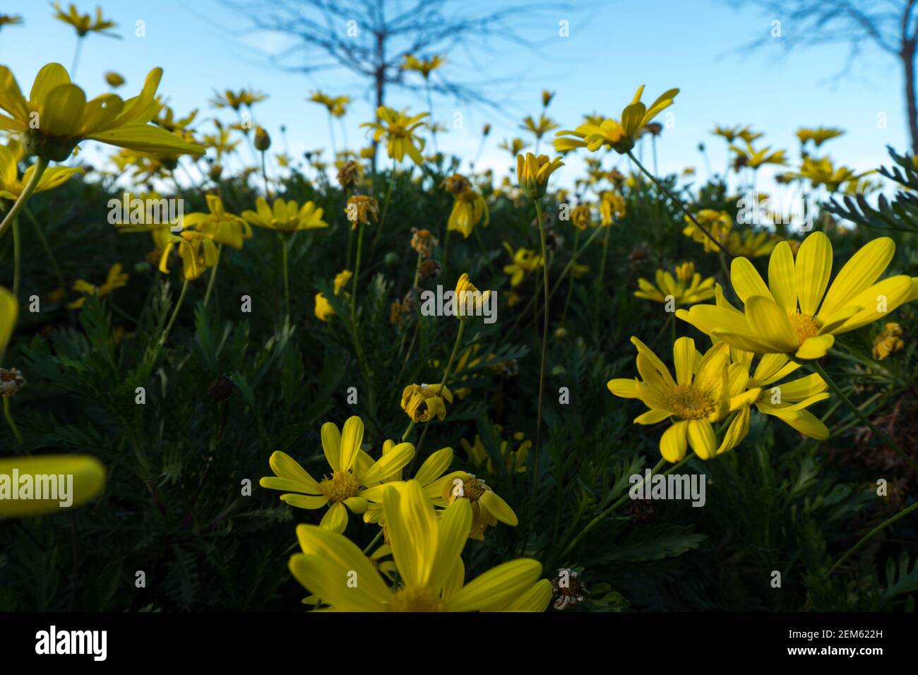 Yellow bush daisy euryops pectinatus Banque de photographies et d ...