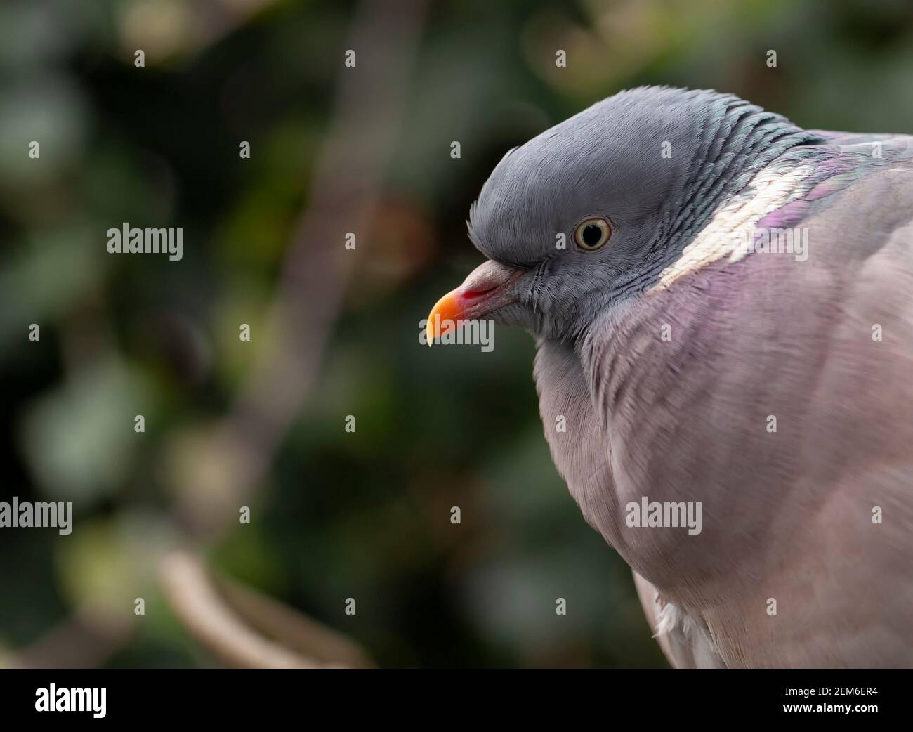 Pigeon Ramier Blanc Banque d'image et photos - Alamy