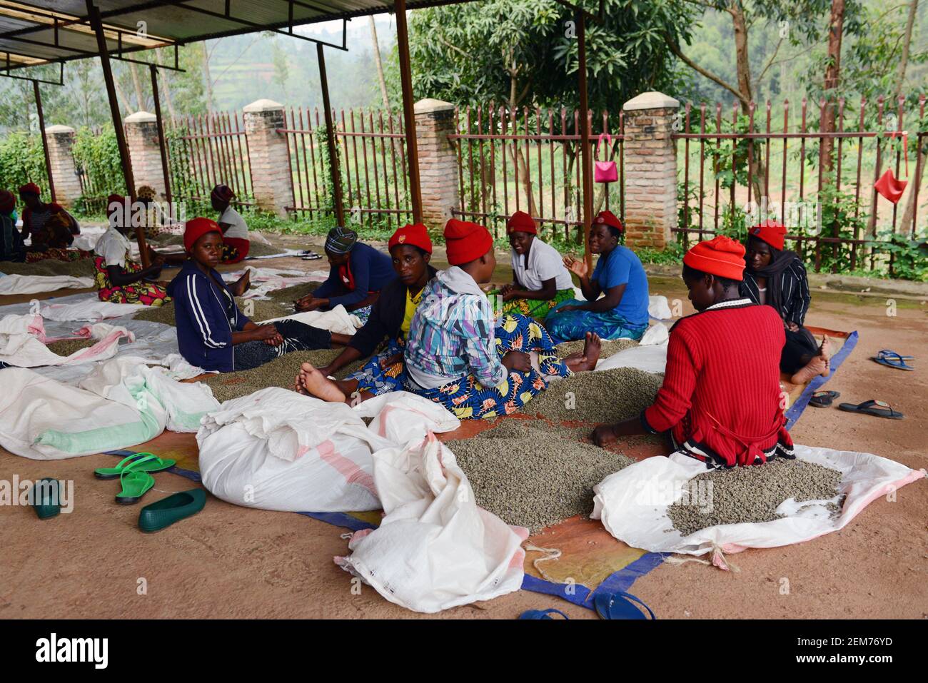 Des femmes rwandaises triaient des grains de café dans la région de ...