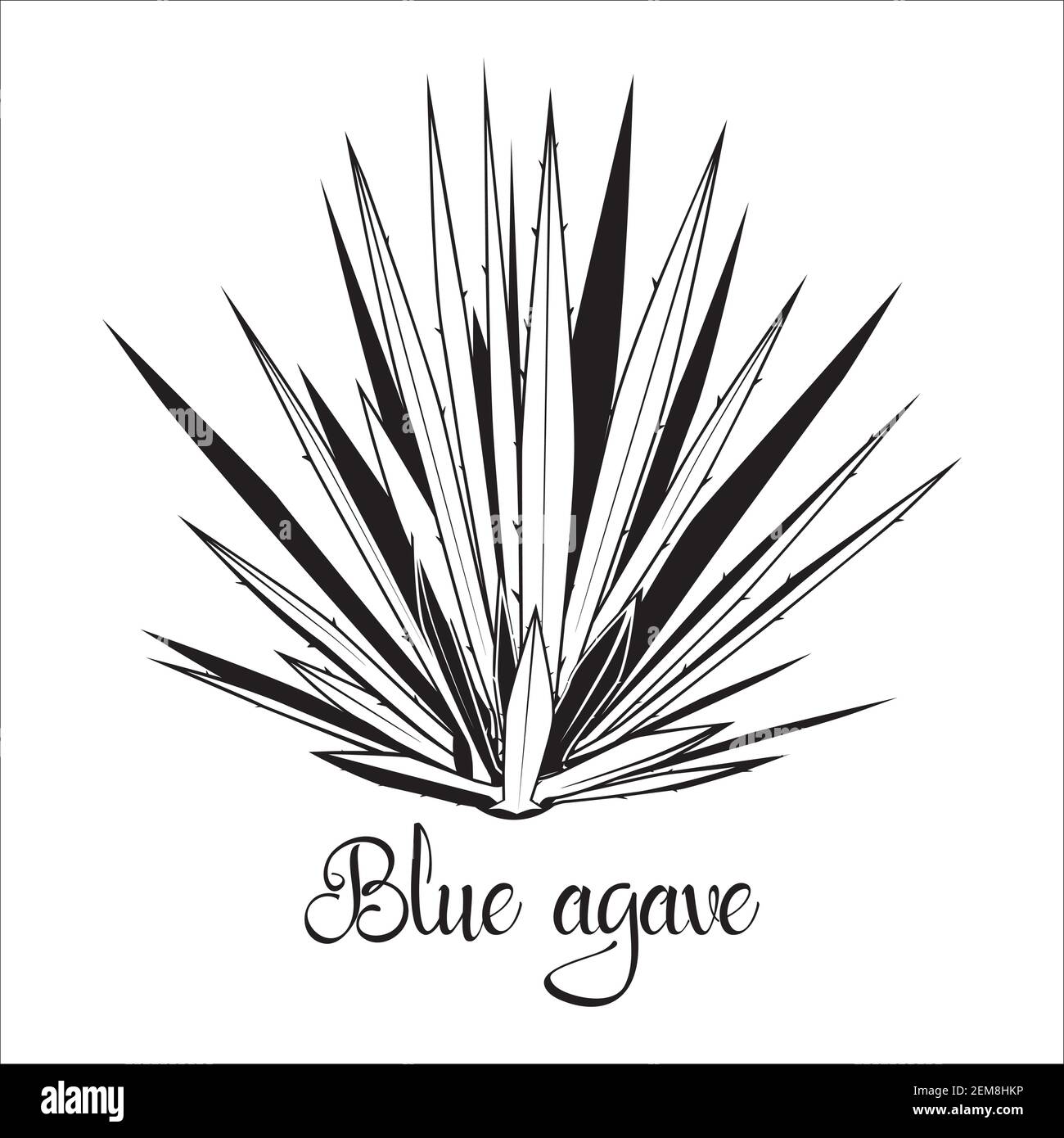 Tequila agave silhouette noire. Illustration vectorielle isolée sur ...