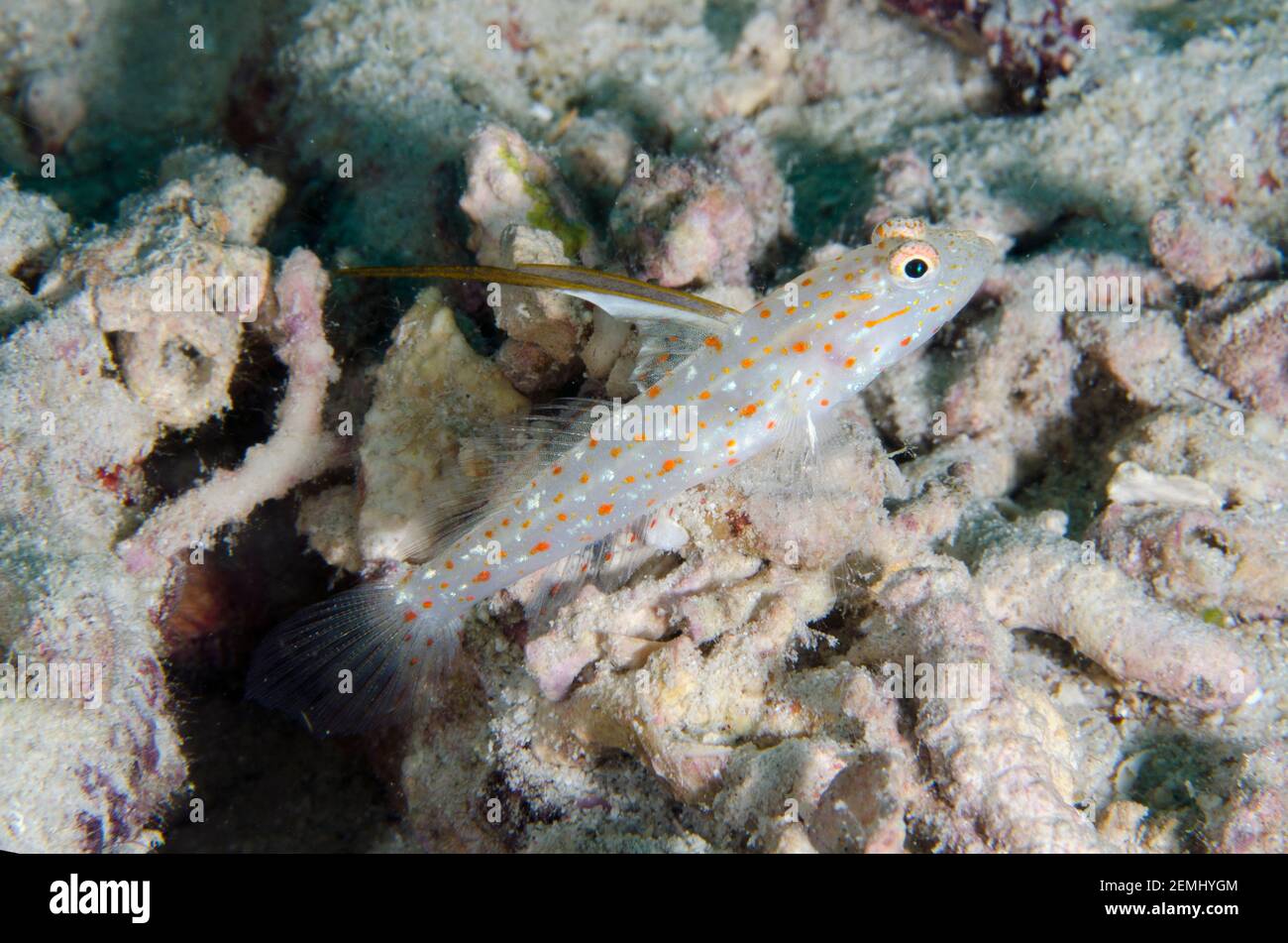 Ctenogobiops tangaroai Banque de photographies et d’images à haute ...