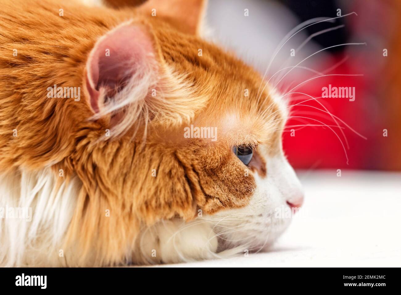 Visage de chat de profil Banque de photographies et d’images à haute ...