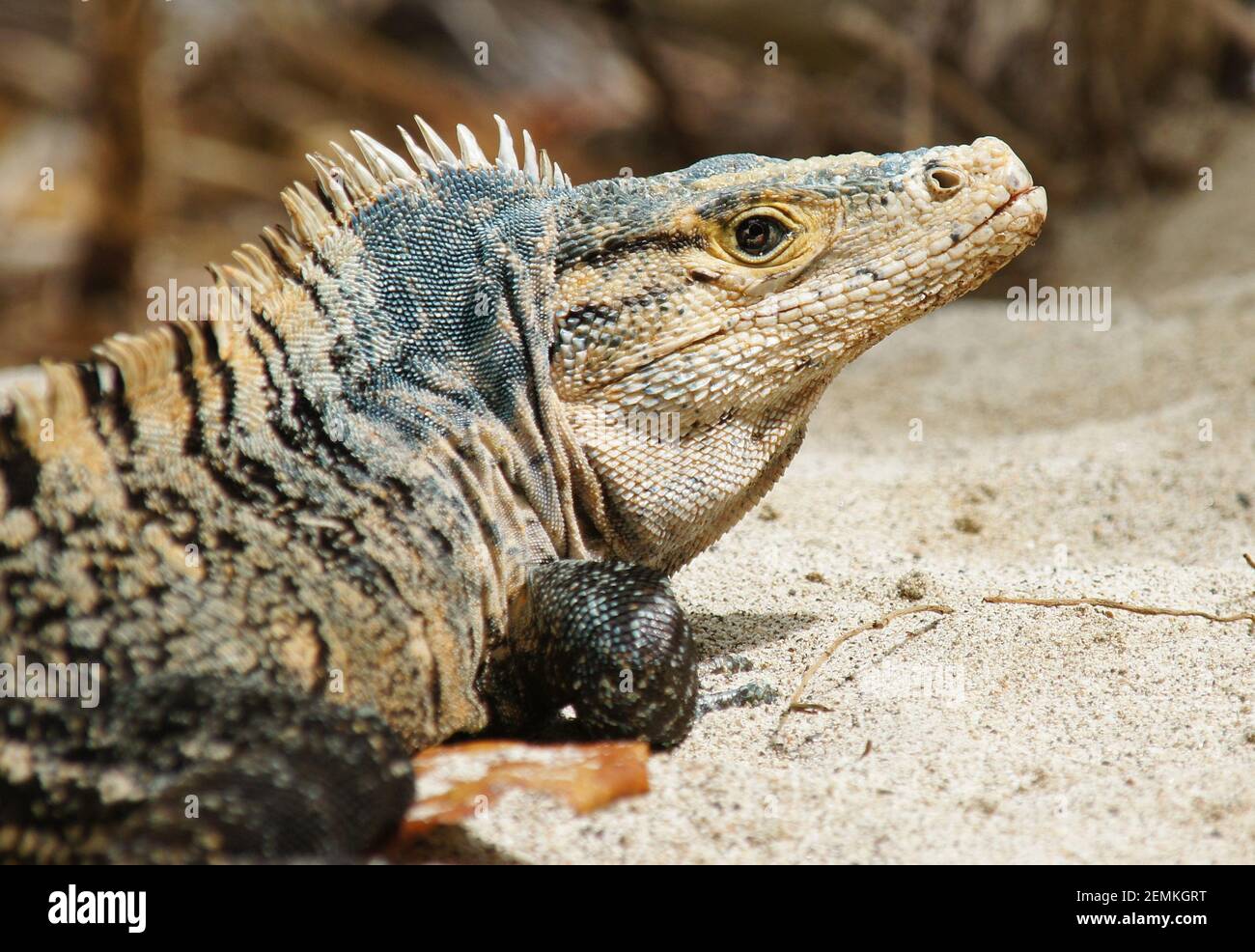 Iguane à queue épineuse noire Banque de photographies et d’images à ...