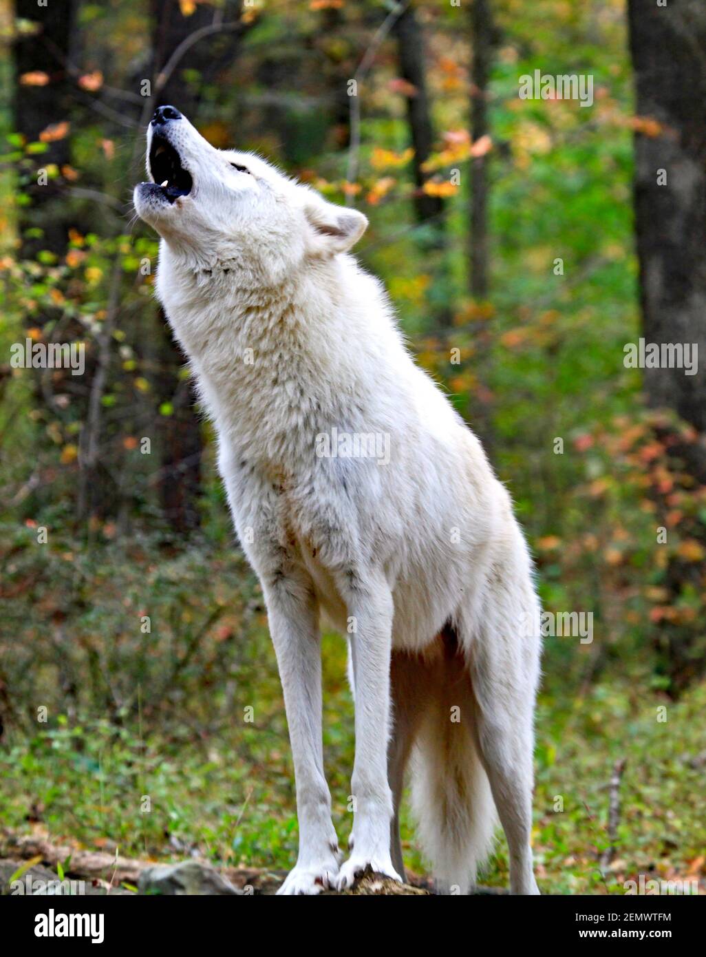 Le loup sauvage hurle dans les bois Photo Stock - Alamy