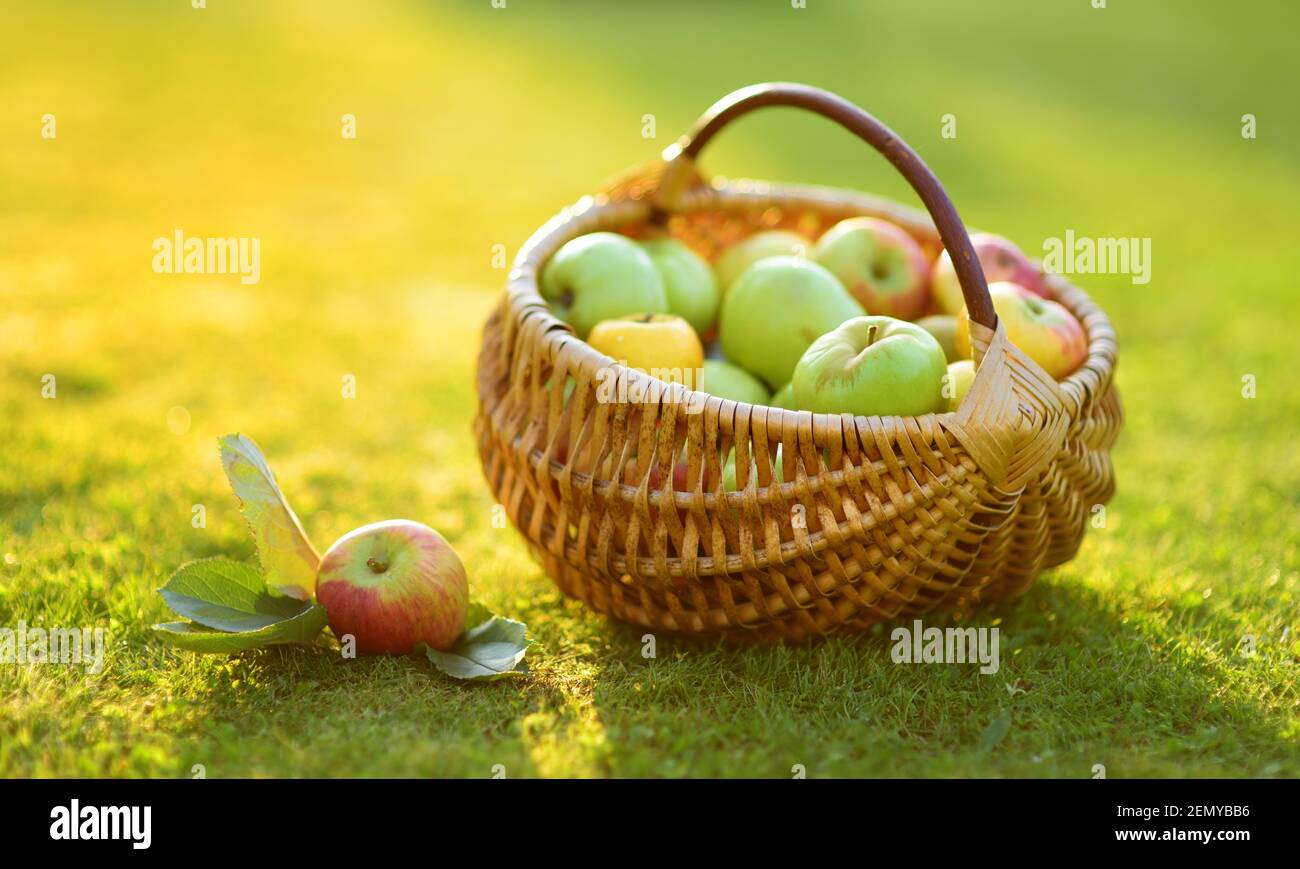 Panier rempli de pommes fraîches biologiques. Récolte de pommes dans le ...