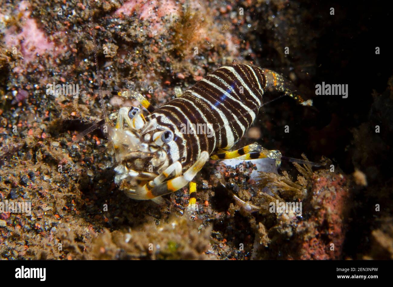 Secrets de seraya Banque de photographies et d’images à haute ...