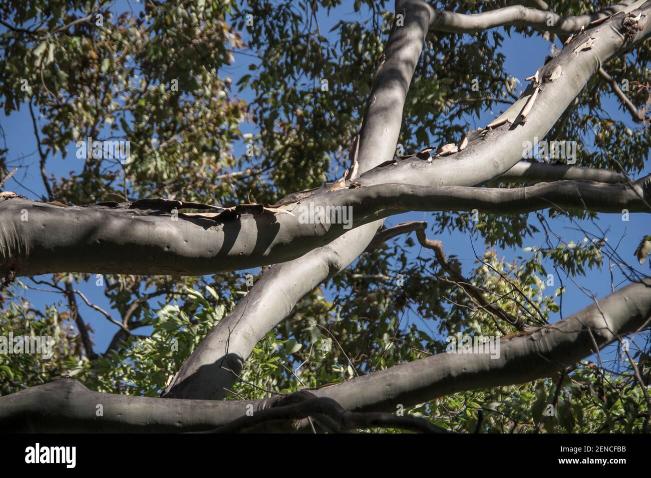 Kanooka tree Banque de photographies et d’images à haute résolution - Alamy