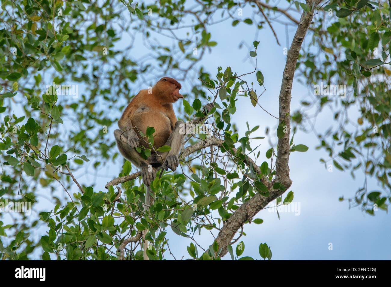 Singe Proboscis femelle (Nasalis larvatus) - singe à long nez (singe ...
