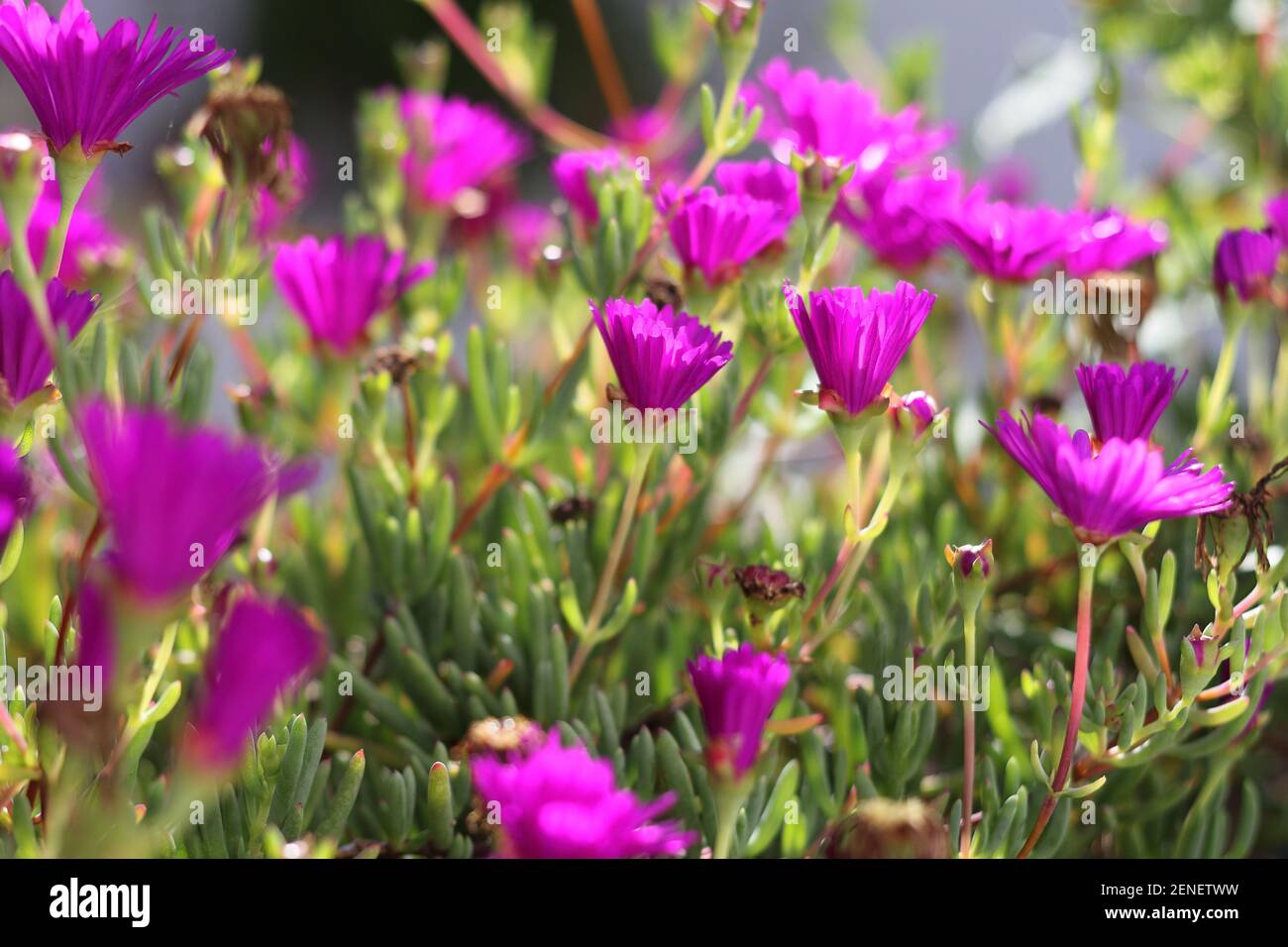 Lampranthus spectabilis Banque de photographies et d’images à haute ...