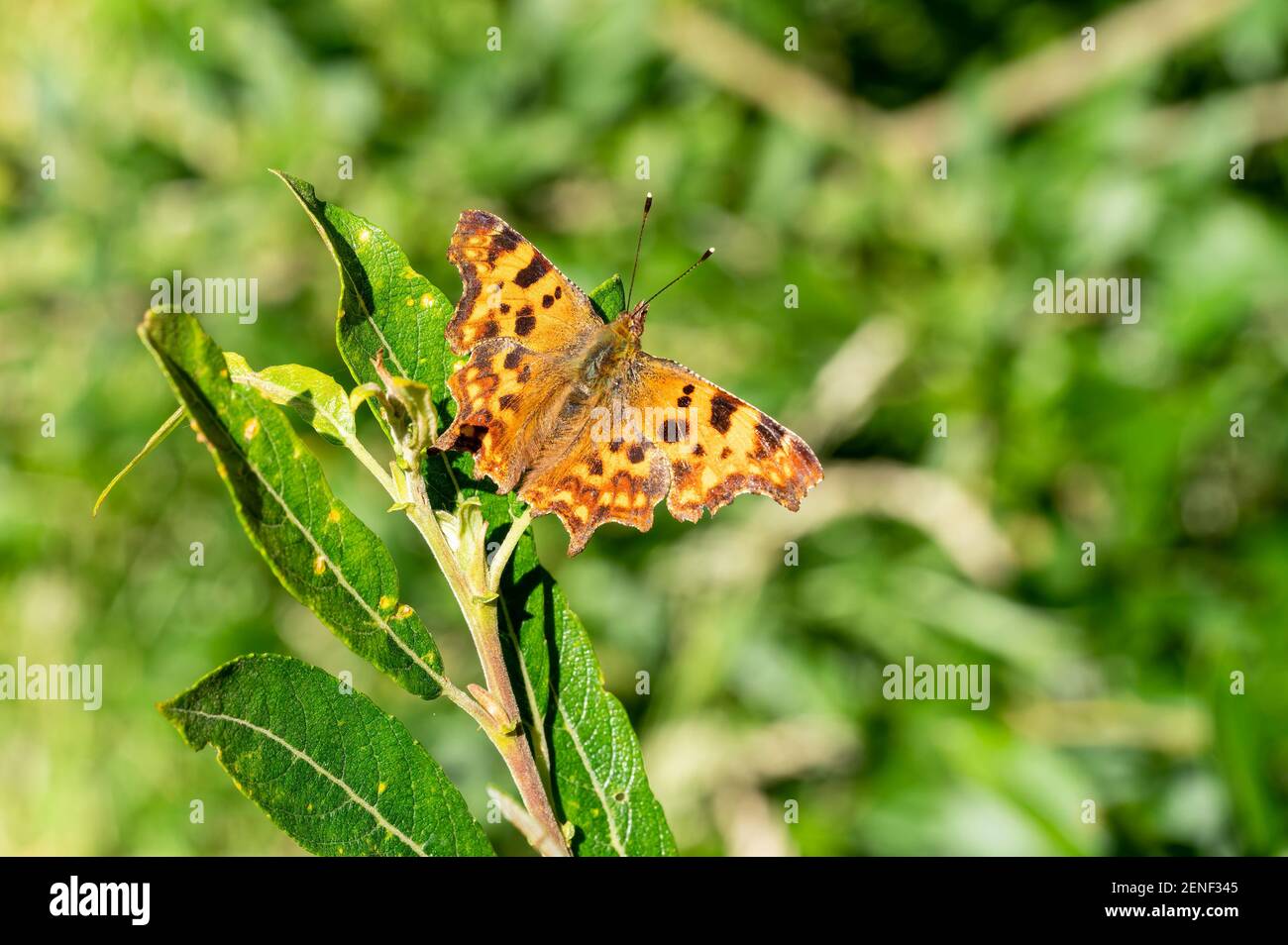 Insecte volant brun Banque de photographies et d’images à haute ...