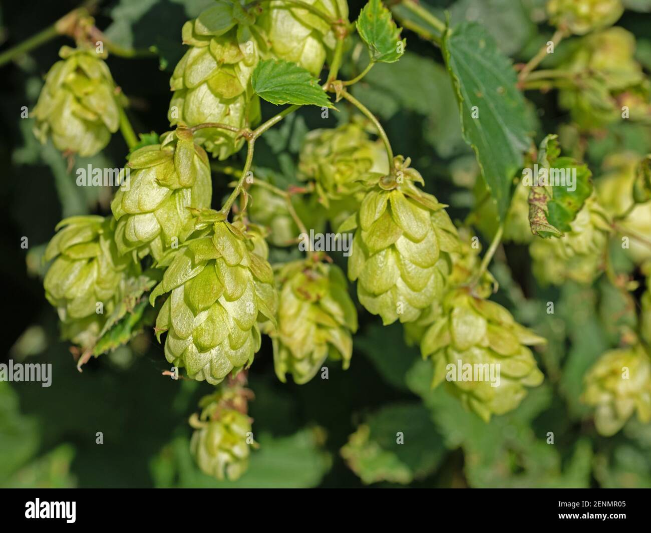 Fleurs de houblon femelle Banque de photographies et d’images à haute ...