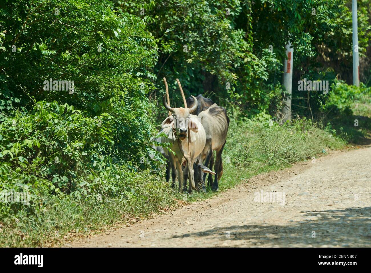 Joug en bois Banque de photographies et d’images à haute résolution - Alamy