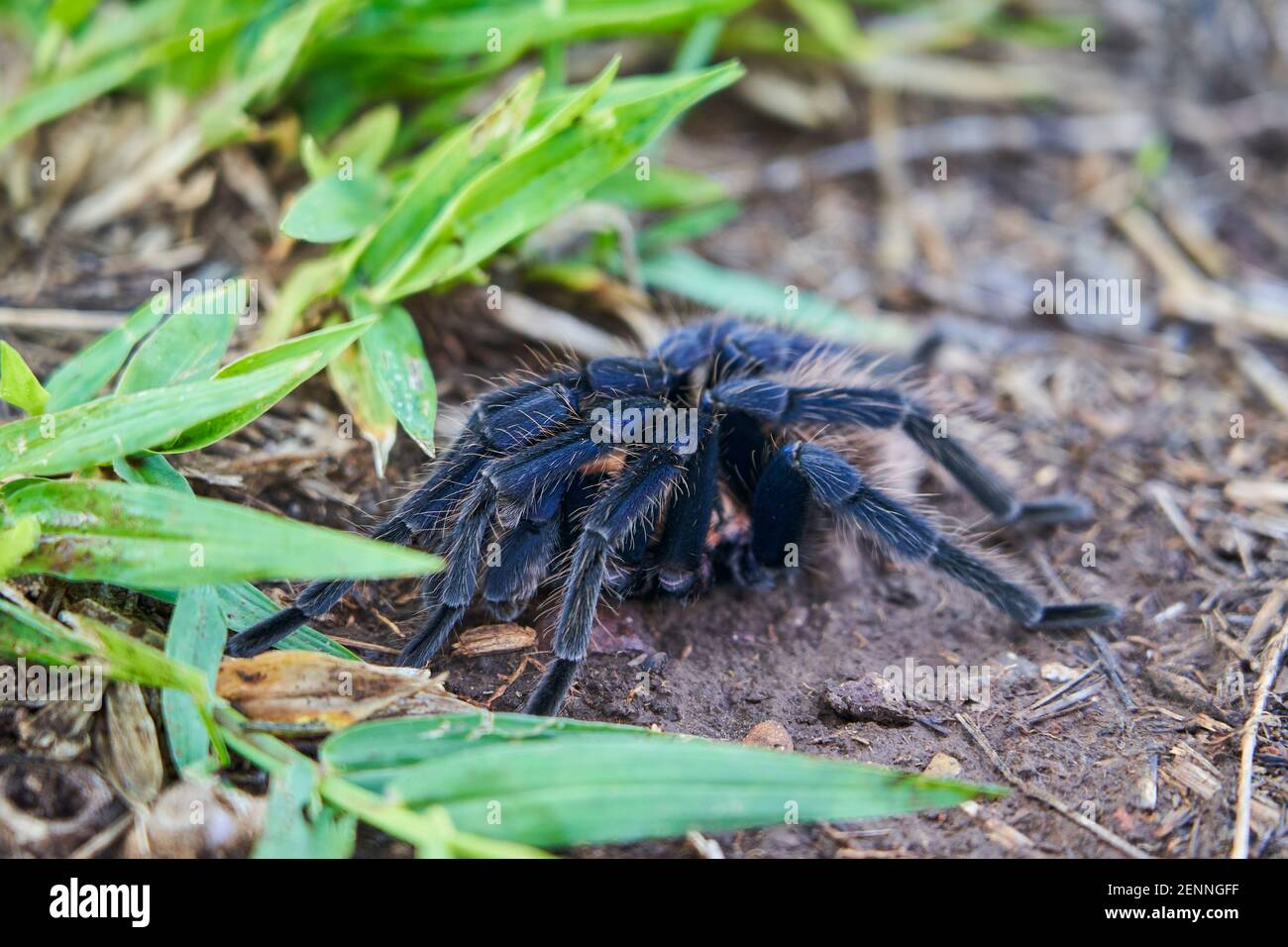 La tarantula colombienne, Xenesthis immanis, est une grande araignée d ...