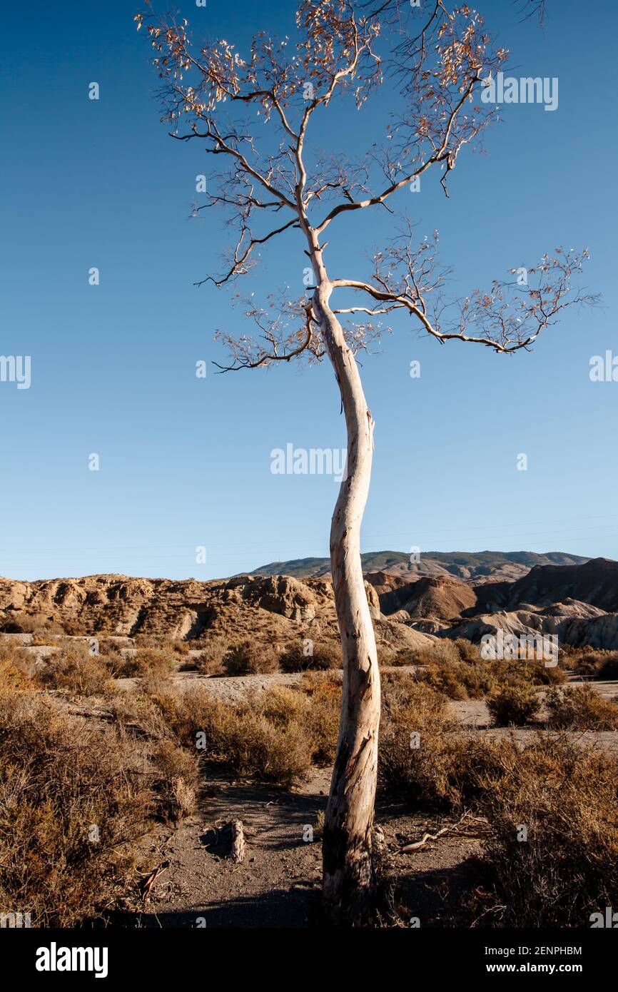 Arbre Aride Banque d'image et photos - Alamy