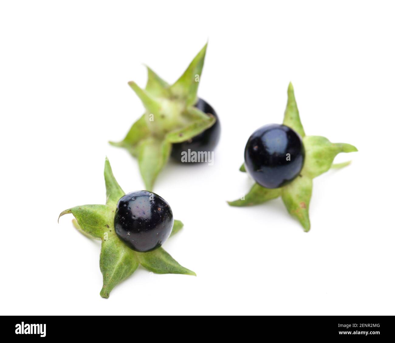 Belladonna belladonna Banque de photographies et d’images à haute ...