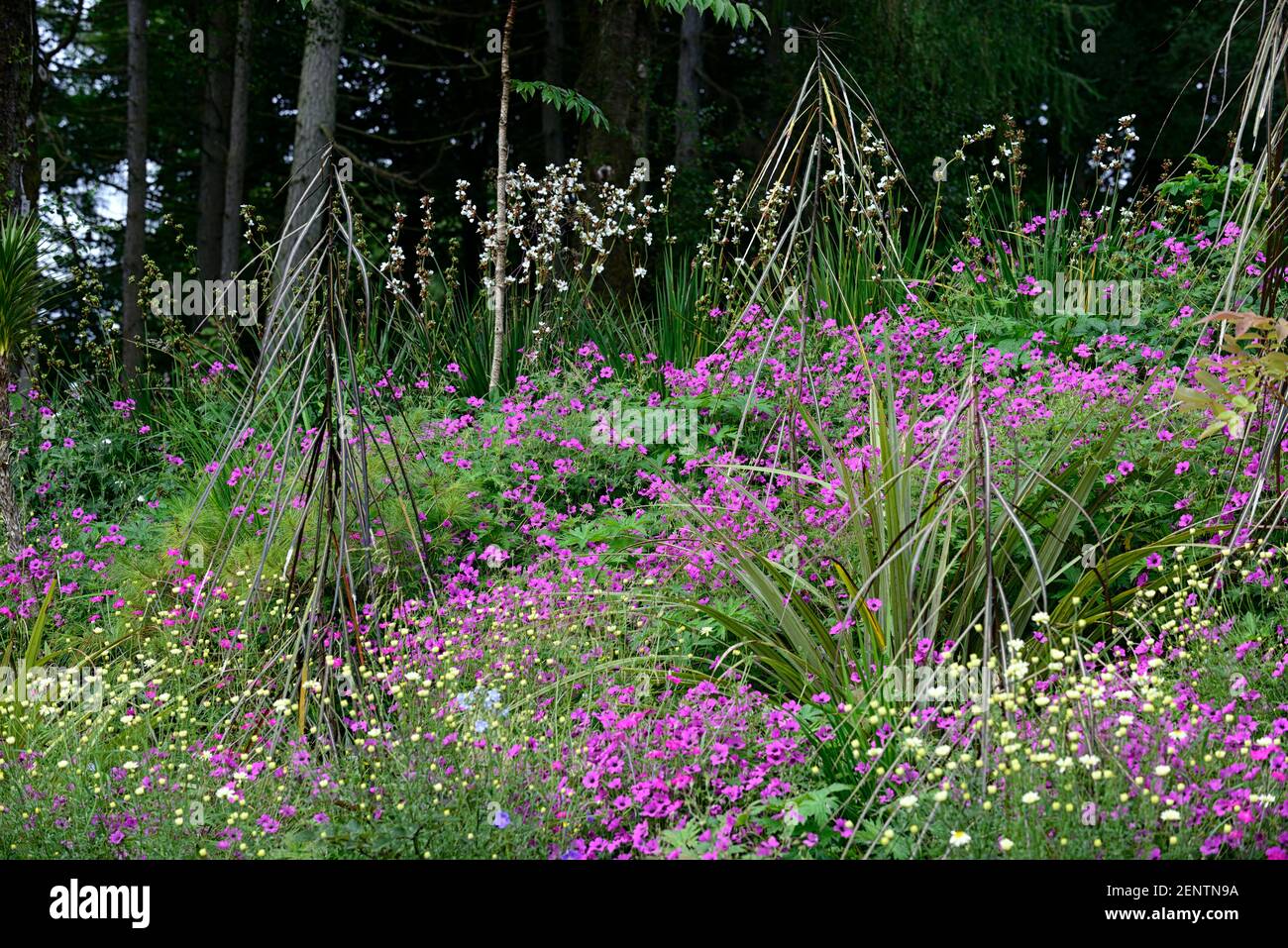 Pseudopanax Crassifolius Banque d'image et photos - Alamy