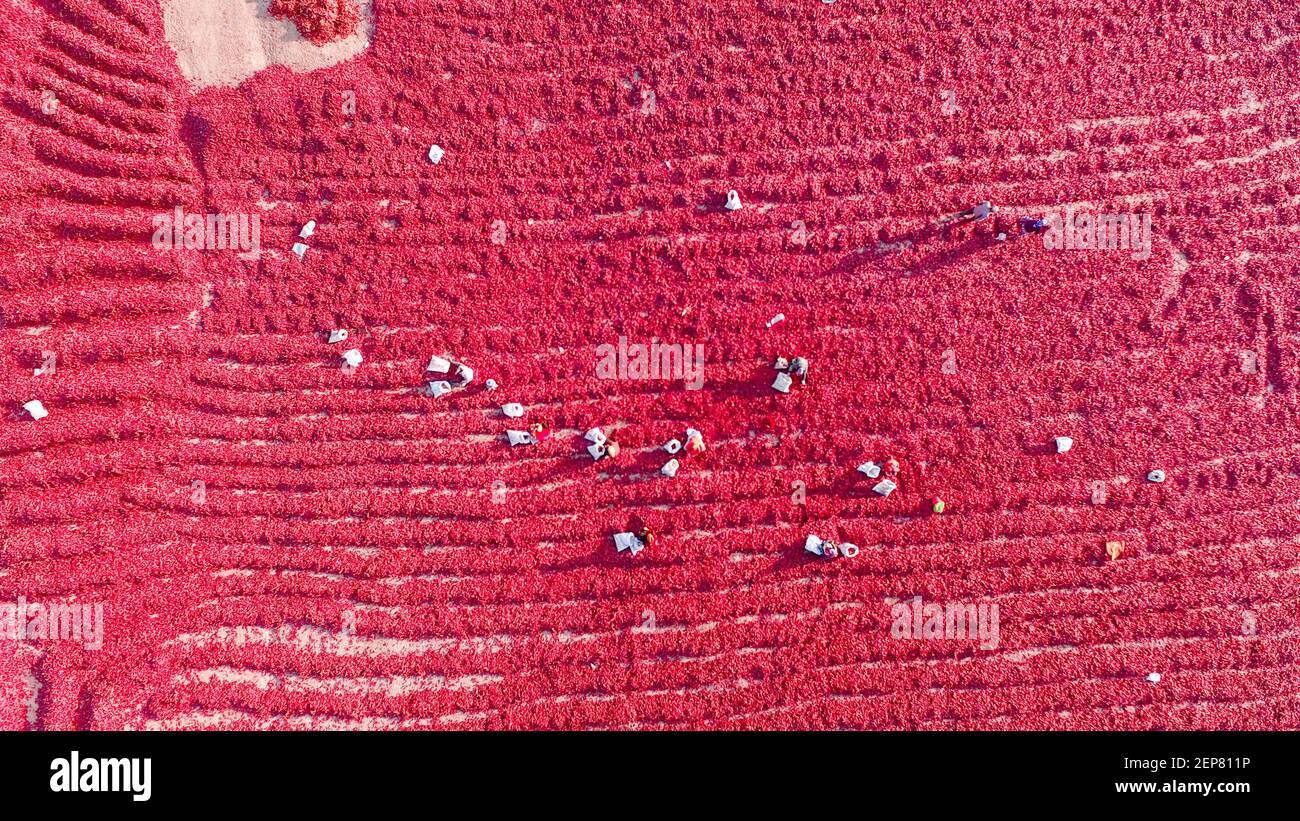 Cette vue aérienne montre les agriculteurs chinois locaux qui séchent ...