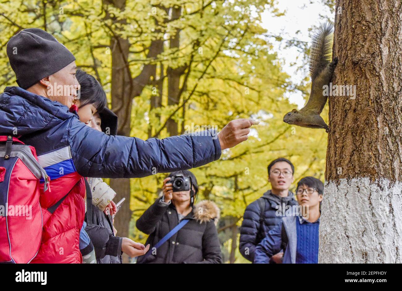 Yunnan,CHINA-UN écureuil sur un arbre de ginkgo au campus de Donglu de ... Yunnan,CHINA-UN écureuil sur un arbre de ginkgo au campus de Donglu de ...
