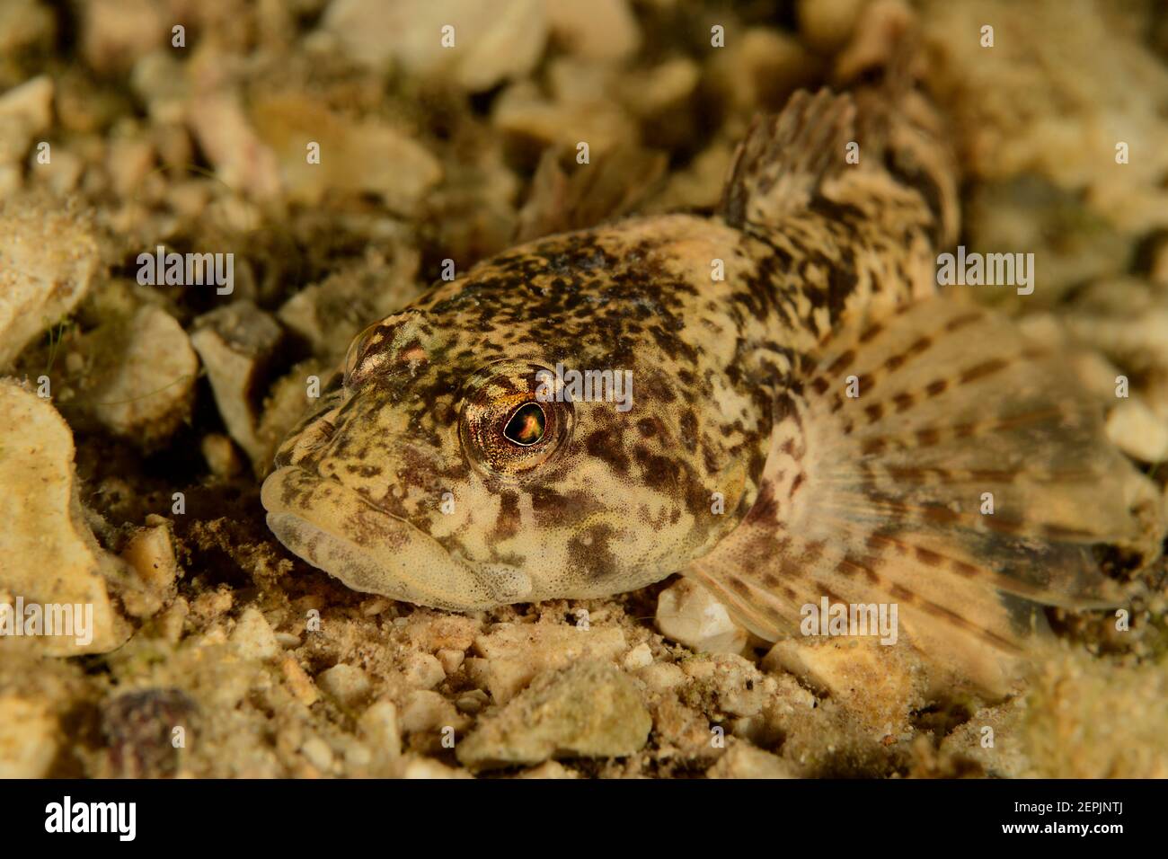 Cottus gobio Banque de photographies et d’images à haute résolution - Alamy