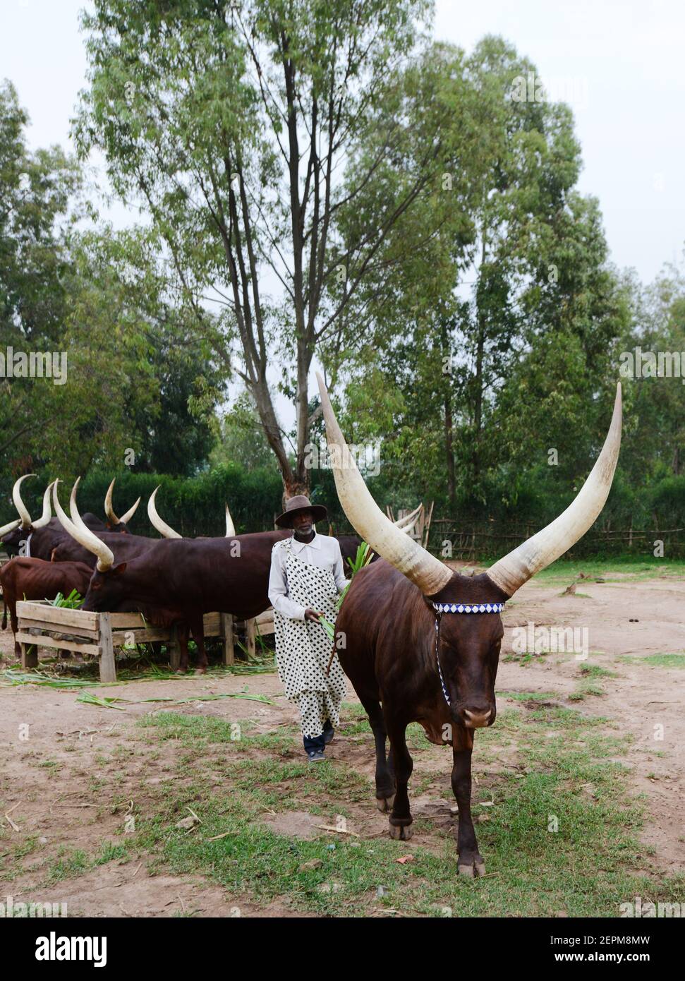 La vache royale rwandaise à longues cornes (race de bétail Ankole ...