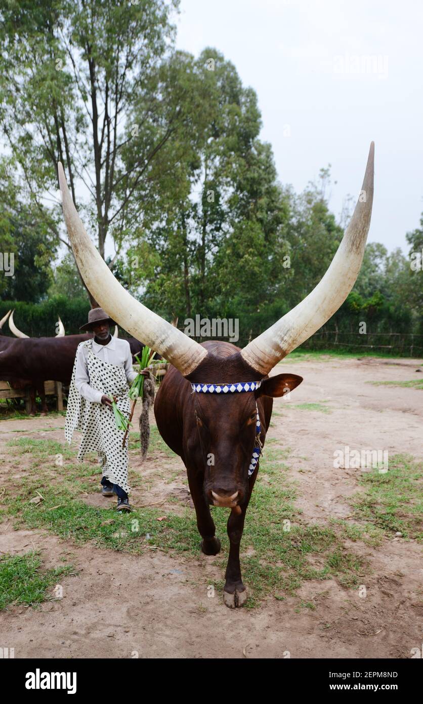 Vache royale à longues cornes Banque de photographies et d’images à ...