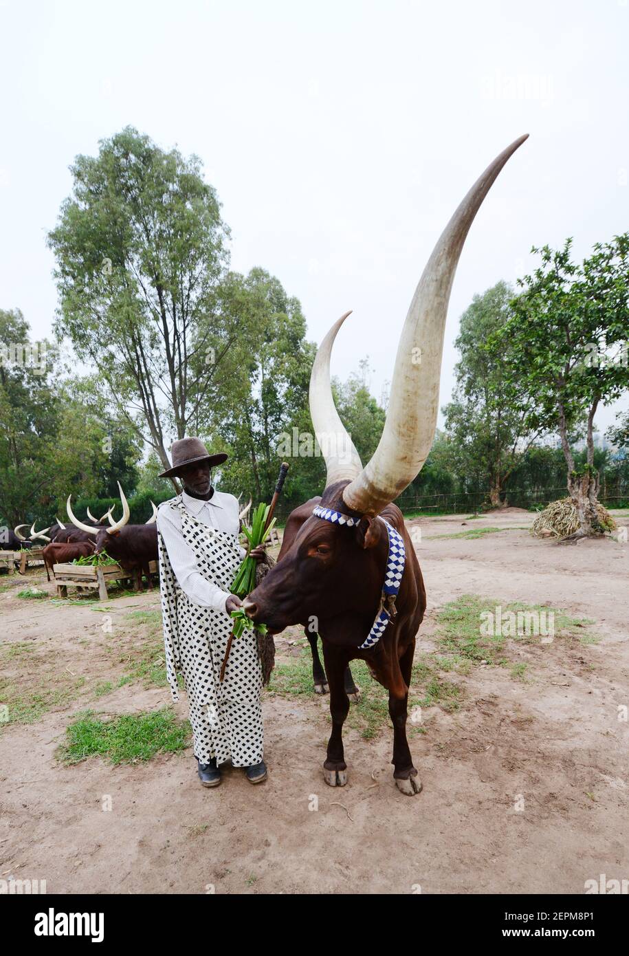 La vache royale rwandaise à longues cornes (race de bétail Ankole ...