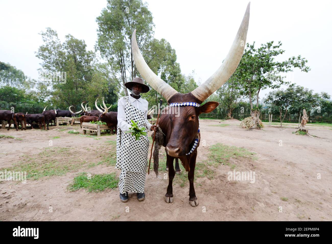 La vache royale rwandaise à longues cornes (race de bétail Ankole ...