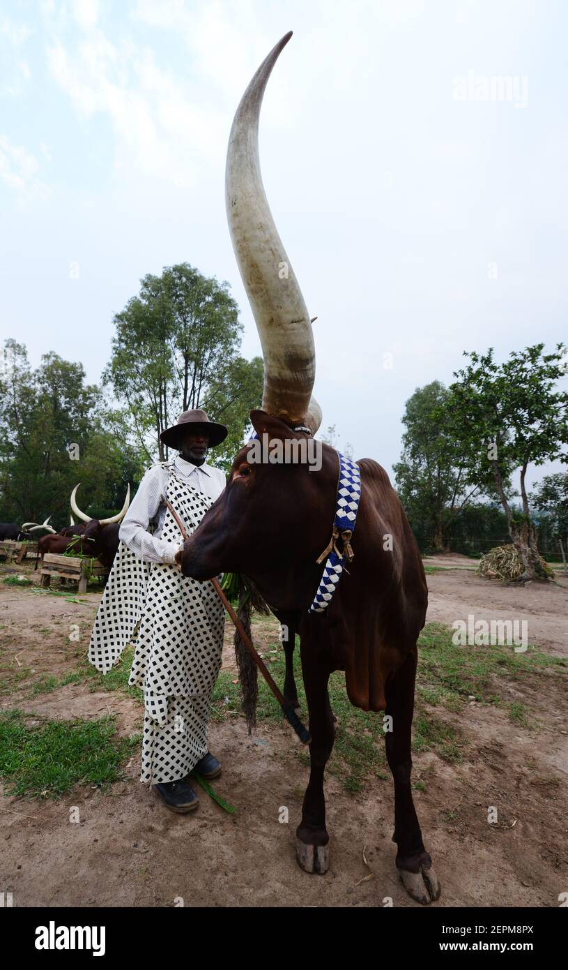 La vache royale rwandaise à longues cornes (race de bétail Ankole ...