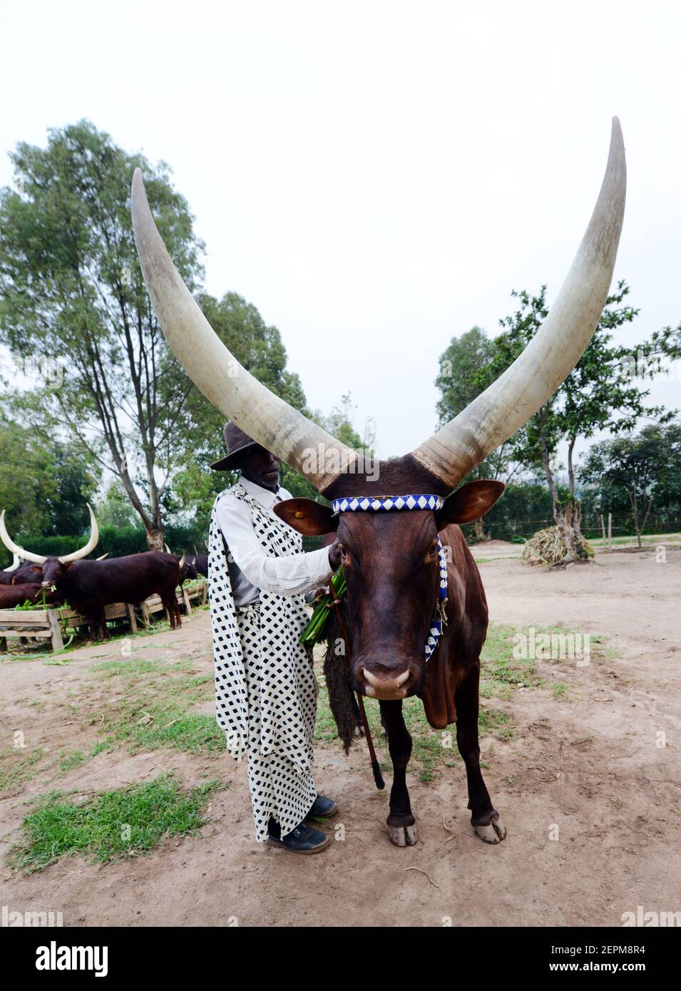 La vache royale rwandaise à longues cornes (race de bétail Ankole ...