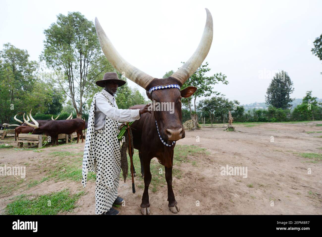 La vache royale rwandaise à longues cornes (race de bétail Ankole ...