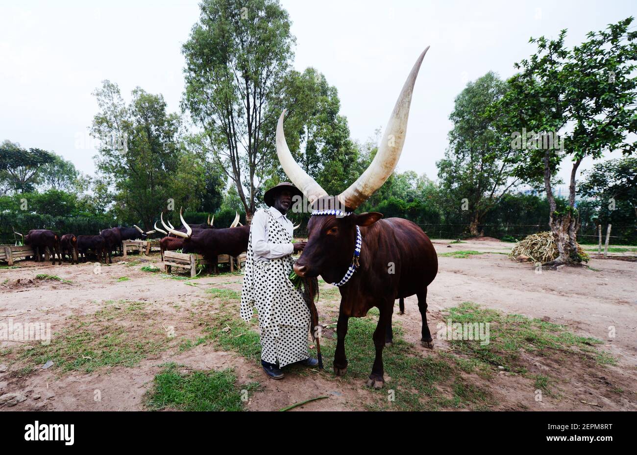 La vache royale rwandaise à longues cornes (race de bétail Ankole ...