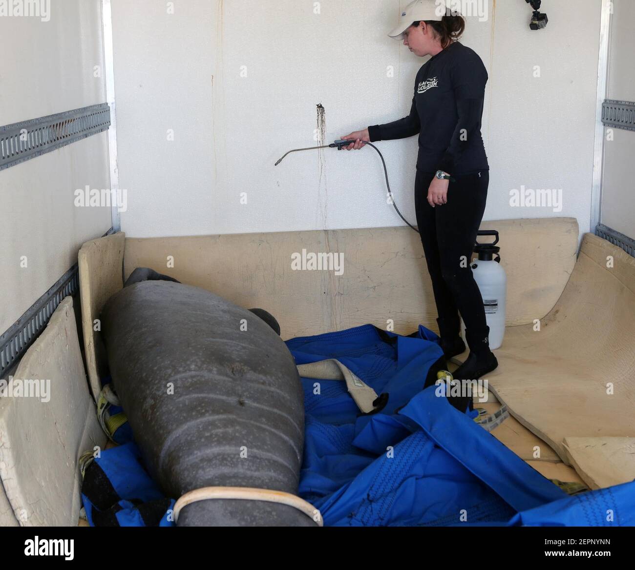 Stephanie Nieves descend la manatee Junebug, avant son transfert le 18 ...