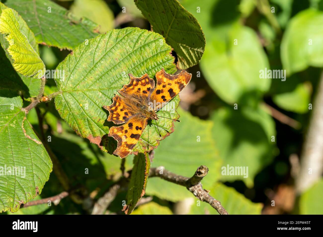 Insecte volant brun Banque de photographies et d’images à haute ...