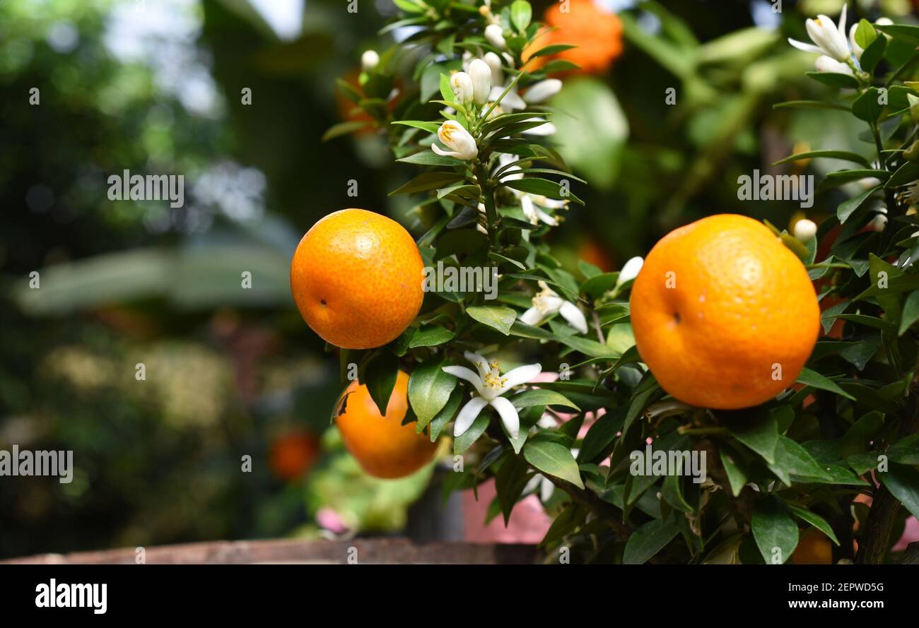 Fruits orange sur un arbre Banque de photographies et d’images à haute ...
